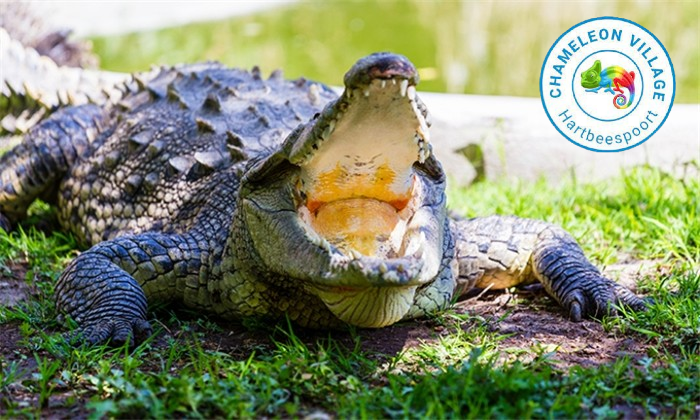 3-in-1 Park Experience: Entry to Chameleon Village Reptile & Conservat ...