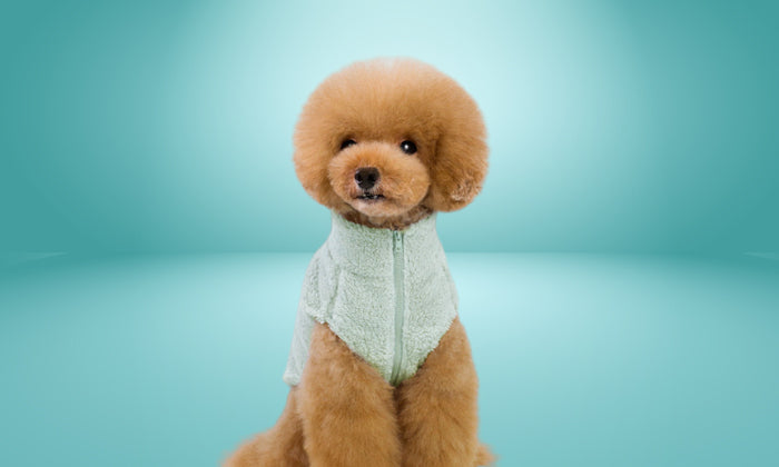 Rex - Nuzzle Dog Jacket – Hyperli