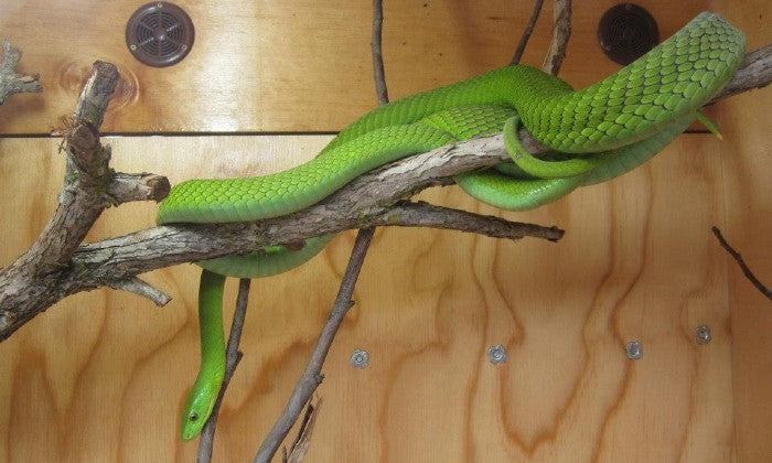 Entry Tickets to the Reptile Garden – Hyperli
