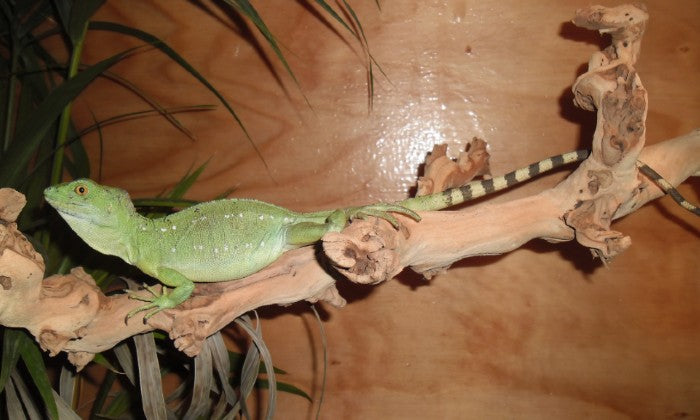 Entry Tickets to the Reptile Garden – Hyperli