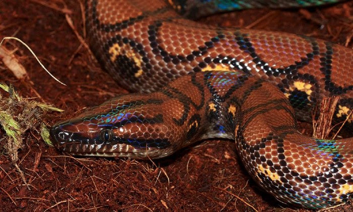 Entry Tickets to the Reptile Garden – Hyperli