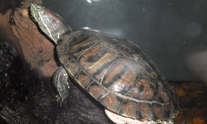 Entry Tickets to the Reptile Garden – Hyperli