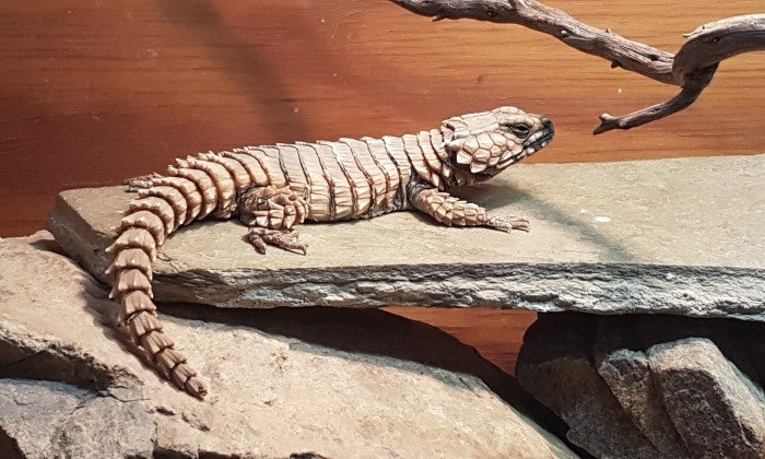 Entry Tickets to the Reptile Garden – Hyperli