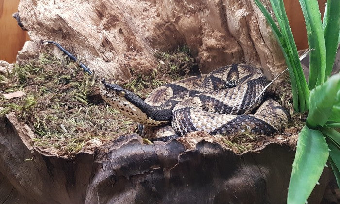 Entry Tickets to the Reptile Garden – Hyperli